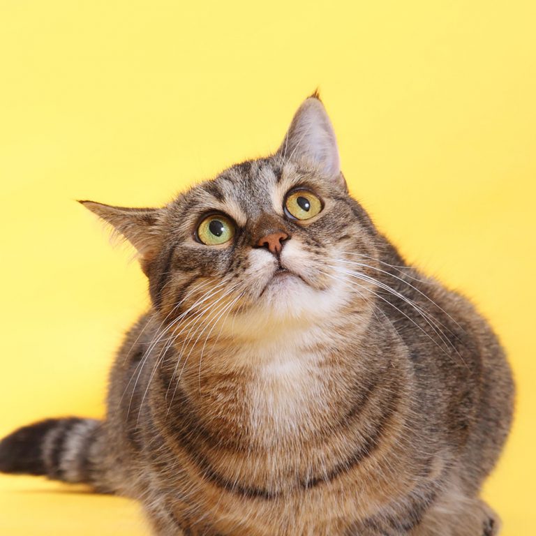 Pet Medicines, Horse Medicines, Low Prices In the UK | Cura