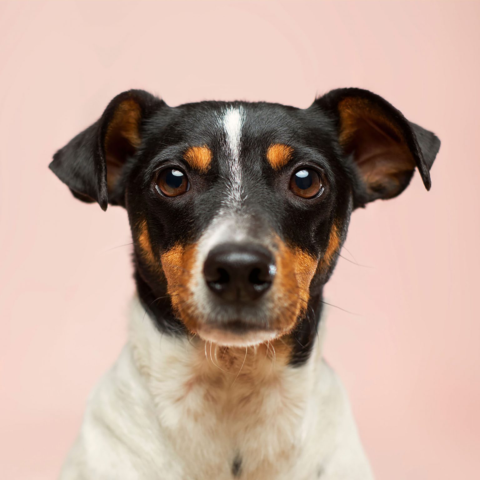 Pet Medicines, Horse Medicines, Low Prices In the UK | Cura