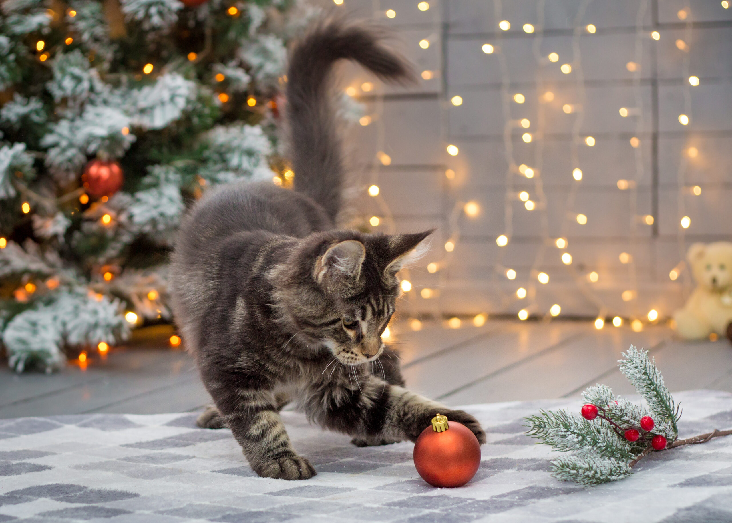 How to Have a Safe Christmas for Your Pet - Cura
