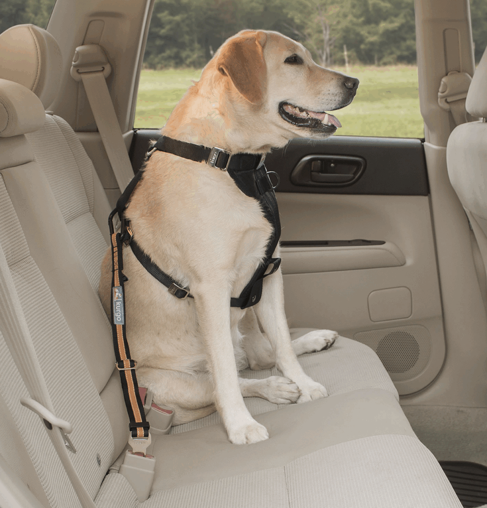 Dog Tether in Car: Safe & Tangle-Free Travel Solution