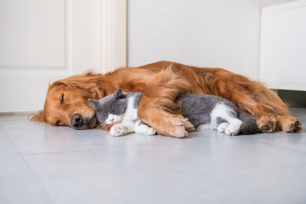 Pet Medicines Online | Vet-Approved, Affordable & Fast Delivery | Cura